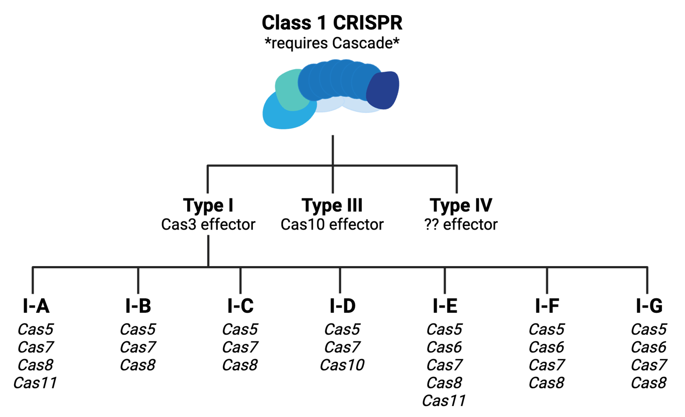 Degrading DNA with Cascade-Cas3